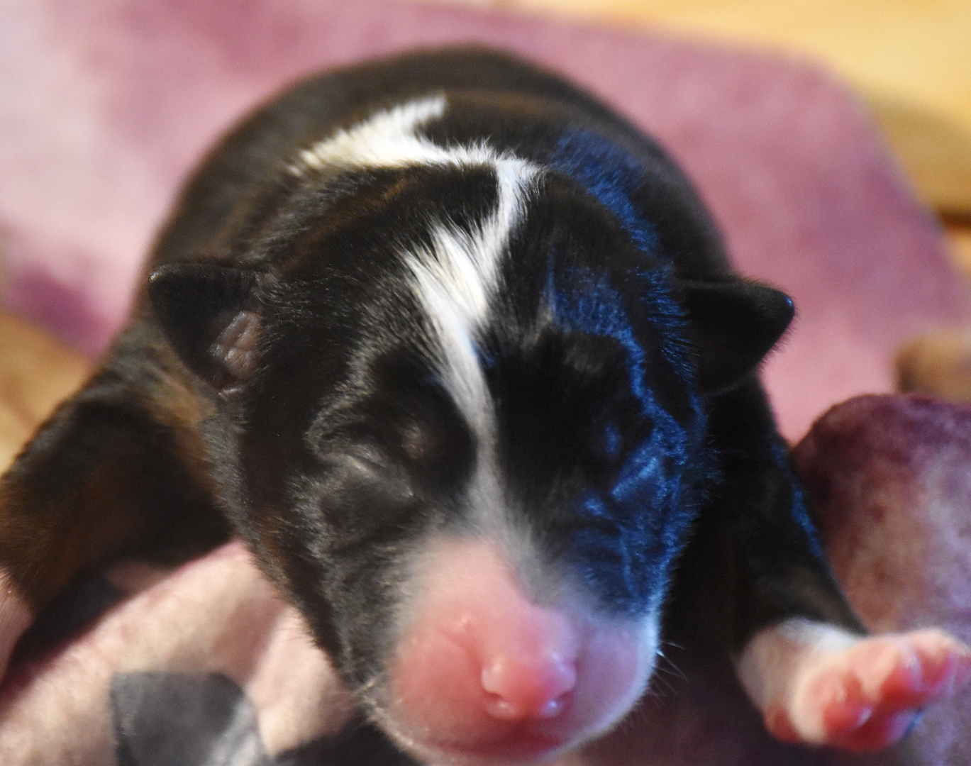 Casa de Filler - Welpen