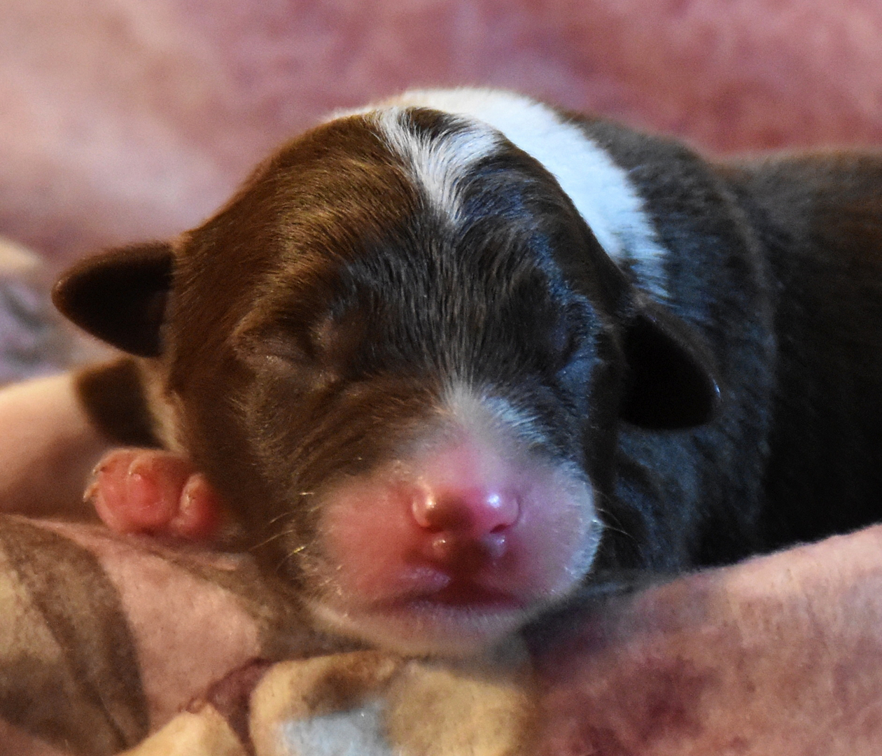 Casa de Filler - Welpen